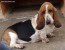 Basset hound