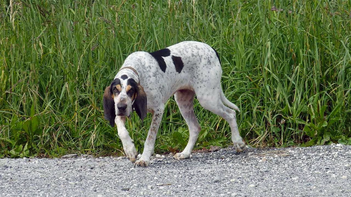 Gascon-Saintongeois, chien de chasse : Caractère, santé et prix