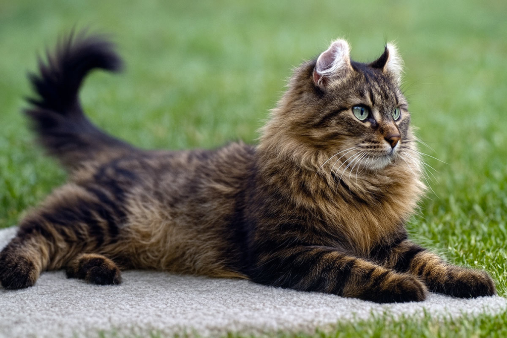 American Curl : caractère, prix, santé et conseils d’expert